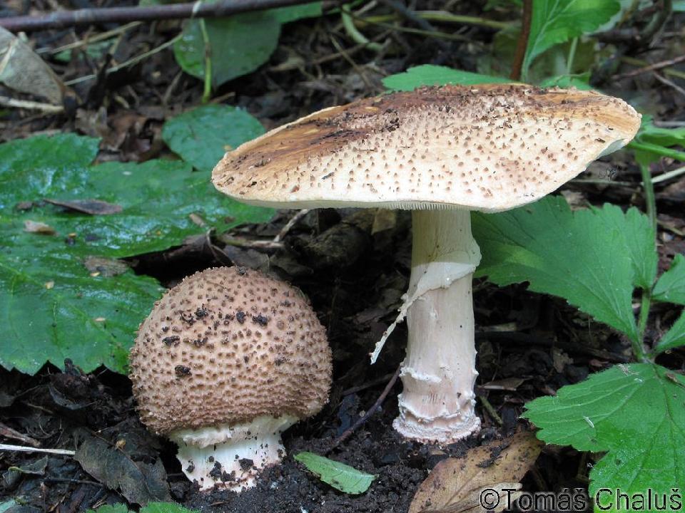 Lepiota - bedla - myko.cz