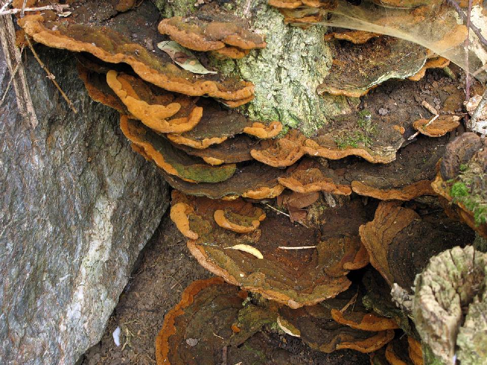 Phellinus - ohňovec - myko.cz