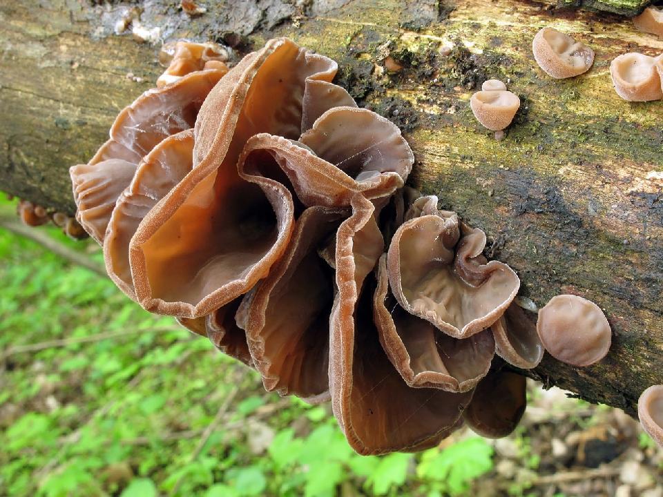 Auriculariales - Alchetron, The Free Social Encyclopedia