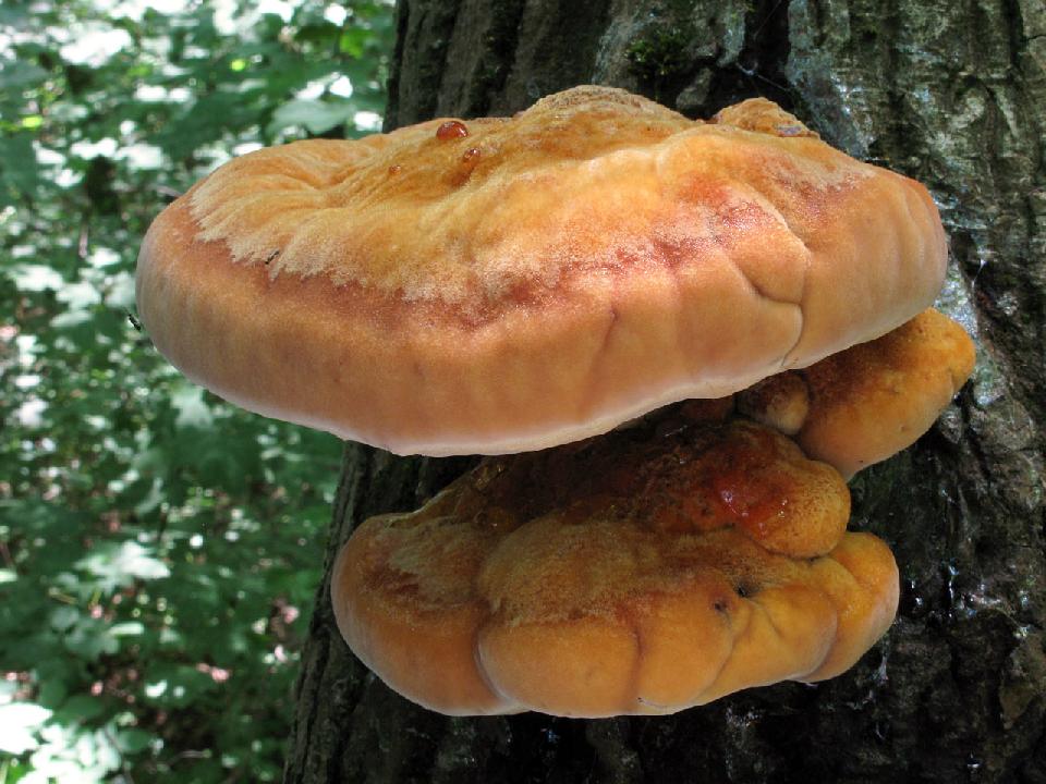 Inonotus - rezavec - myko.cz