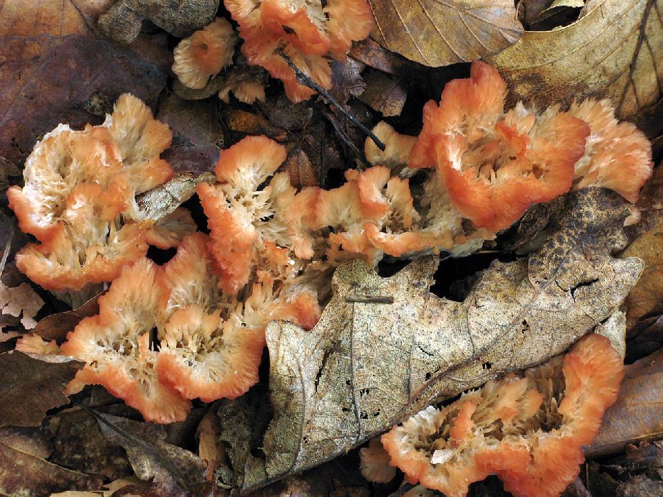 Cotylidia - lupénka - myko.cz