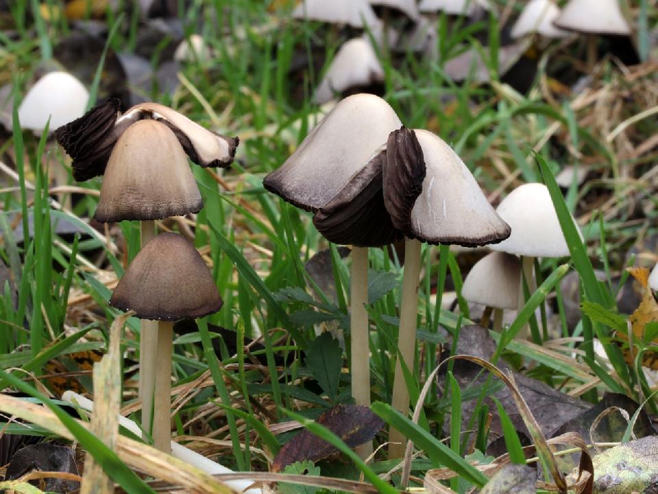 Psathyrella - křehutka - myko.cz