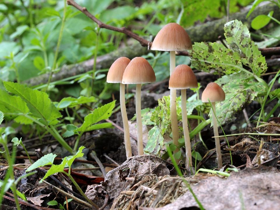Psathyrella - křehutka - myko.cz