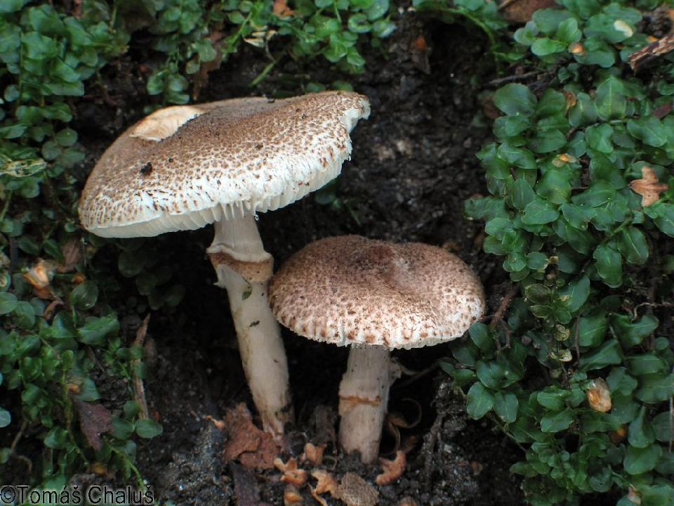 Lepiota - bedla - myko.cz