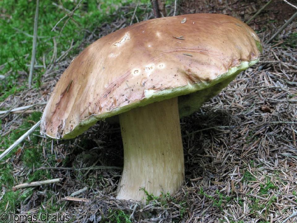 Boletus edulis - hřib smrkový - myko.cz