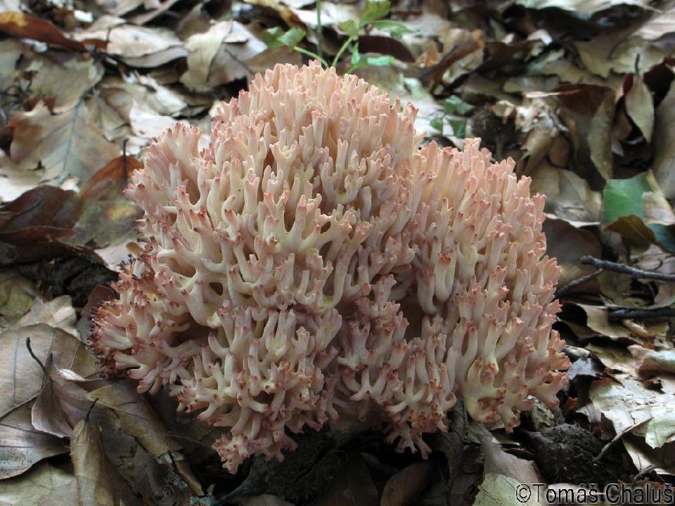Ramaria - kuřátka - myko.cz