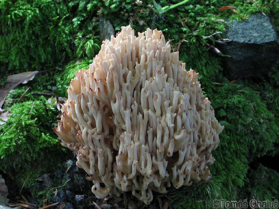 Ramaria - kuřátka - myko.cz