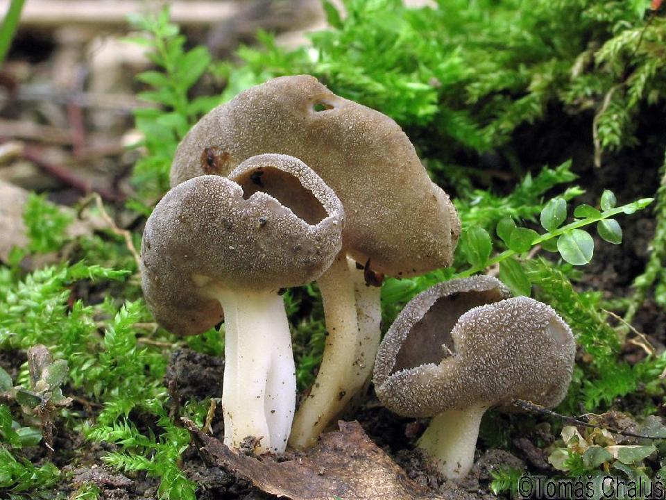 Helvella - chřapáč - myko.cz
