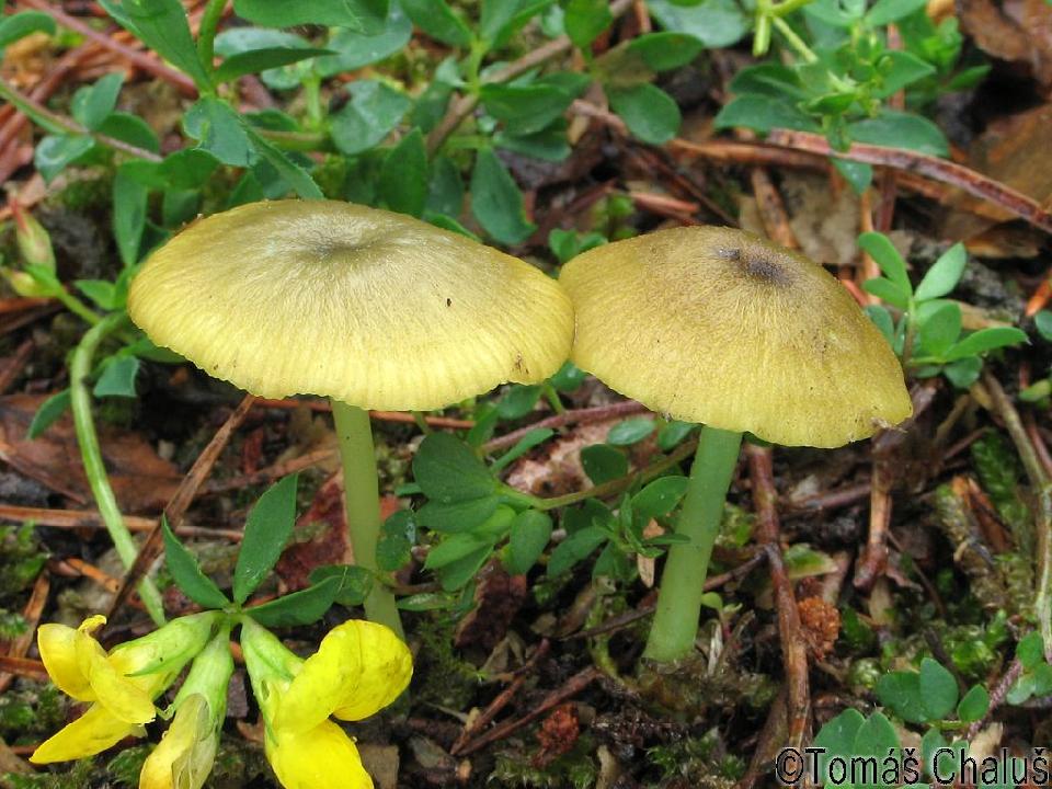 Entoloma - závojenka - myko.cz