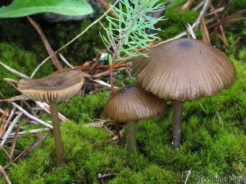 Entoloma - závojenka - myko.cz