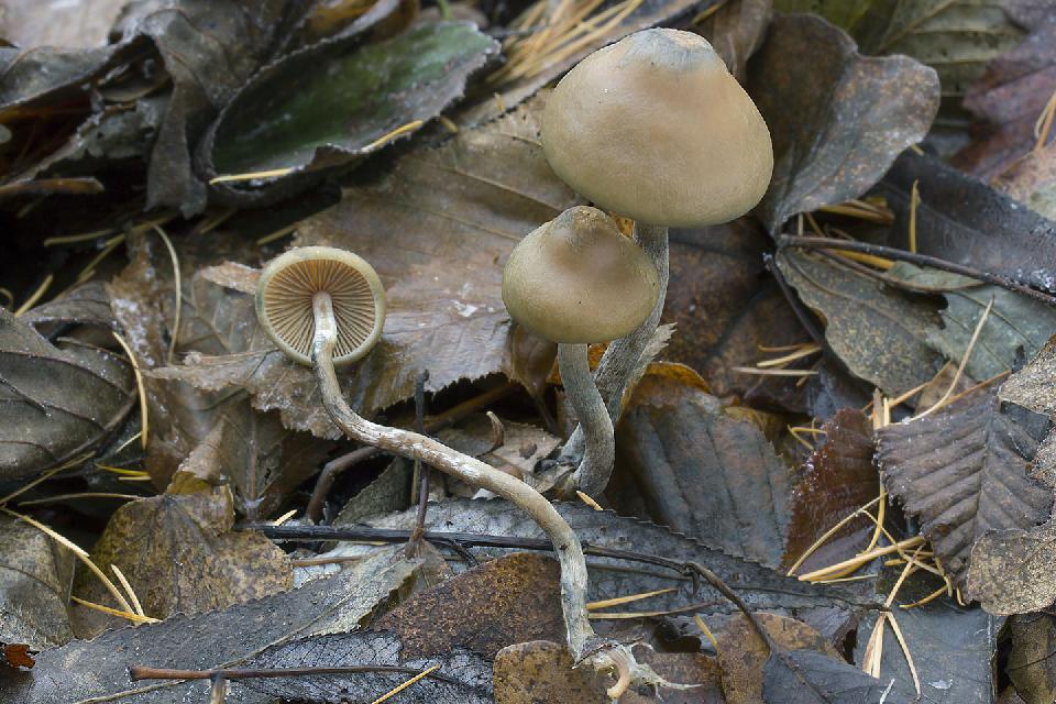 Psilocybe - lysohlávka - myko.cz