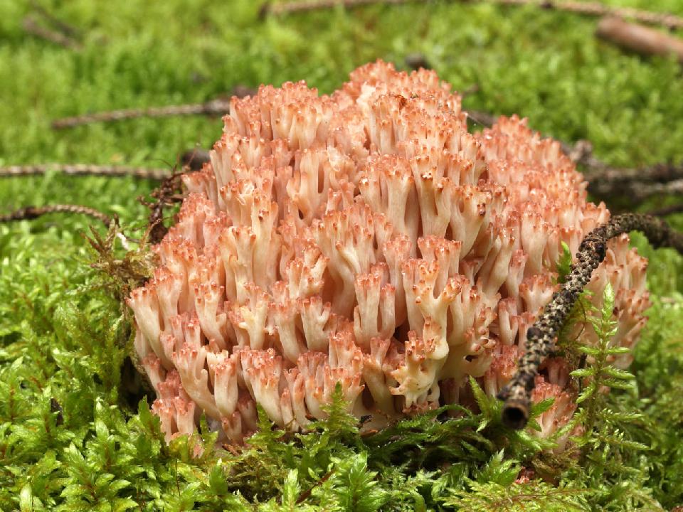 Ramaria - kuřátka - myko.cz
