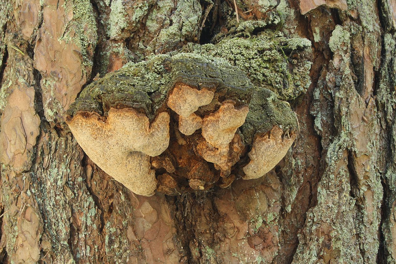 Phellinus pini - ohňovec borový - myko.cz